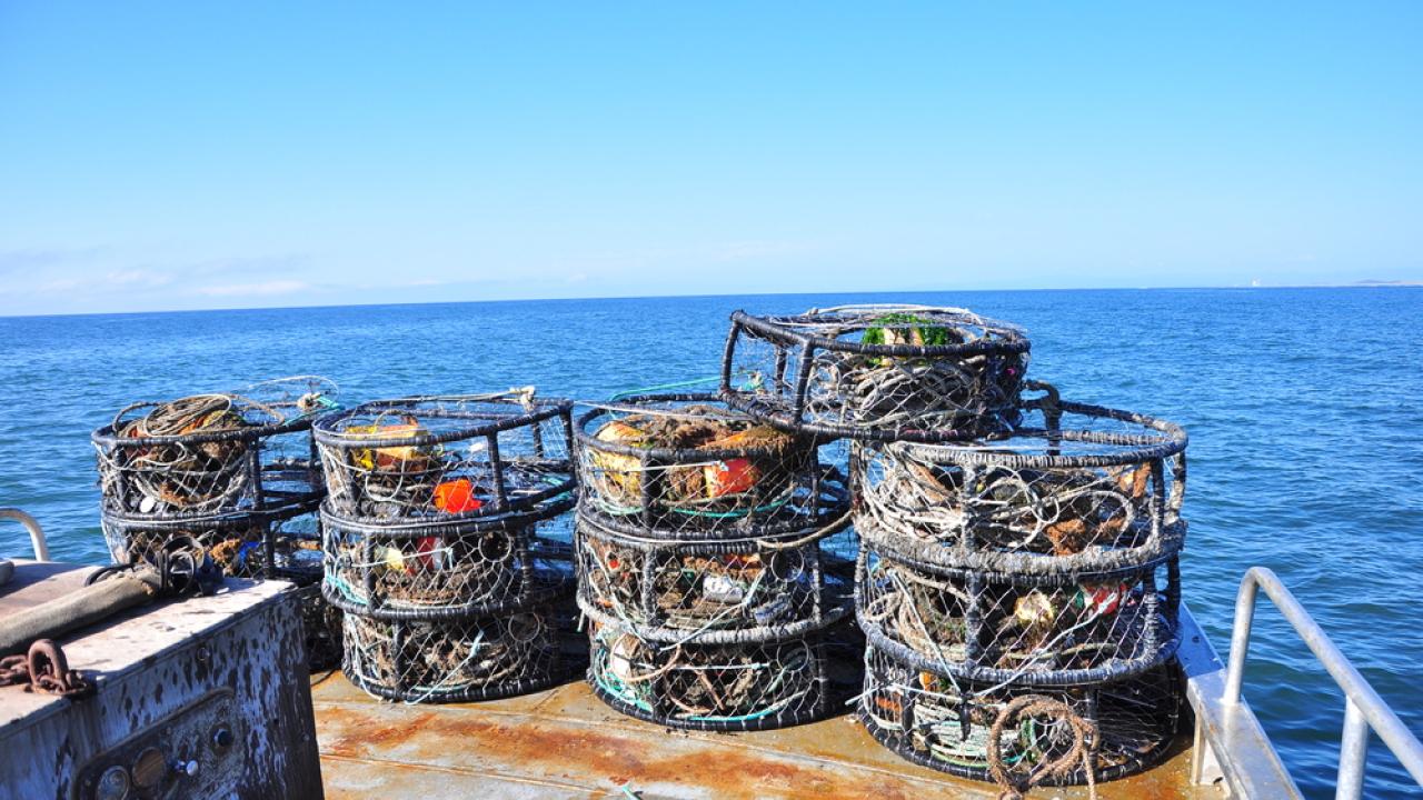 Wildlife Health Center / School of Veterinary Medicine - California ...