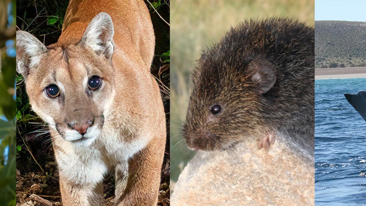 Now Hiring: Associate/Full Professor in Free-Ranging Wildlife Health ...