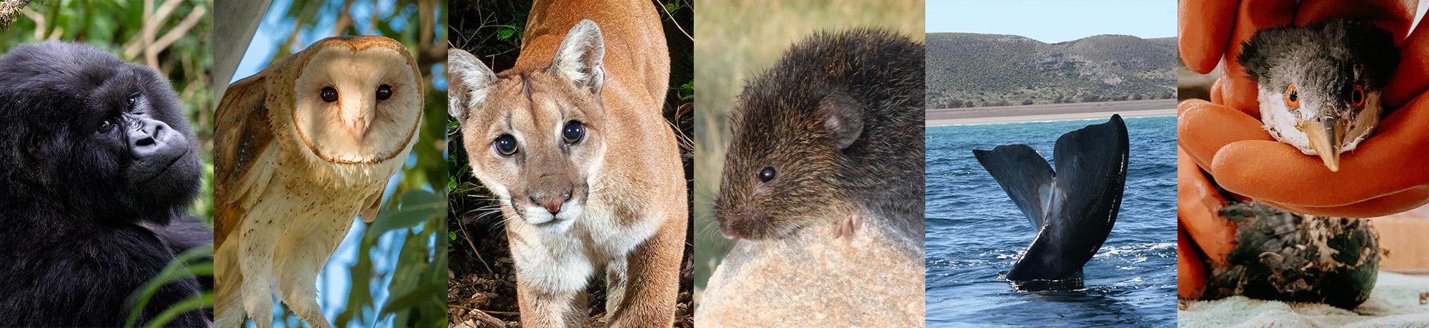 Now Hiring: Associate/Full Professor in Free-Ranging Wildlife Health ...